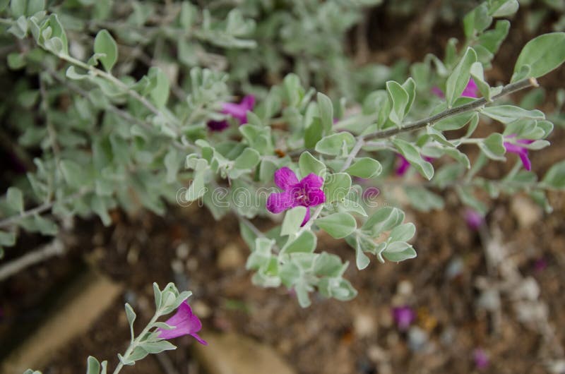 Purple Flowar stock photo. Image of flower, grass, natural - 77208336