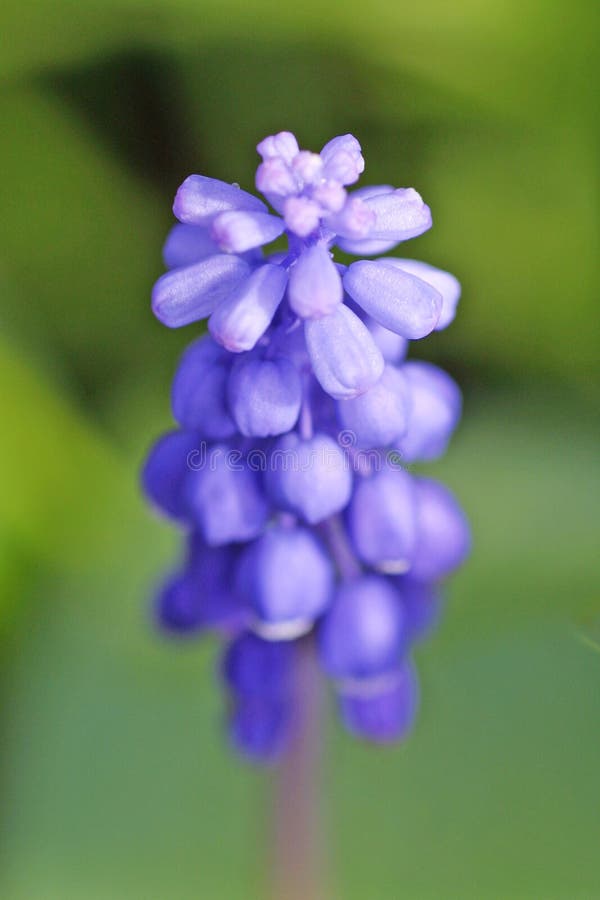 Pure flower stock image. Image of color, petal, calix, nature - 627