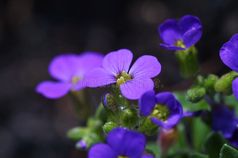 Pure flower stock image. Image of color, petal, calix, nature - 627