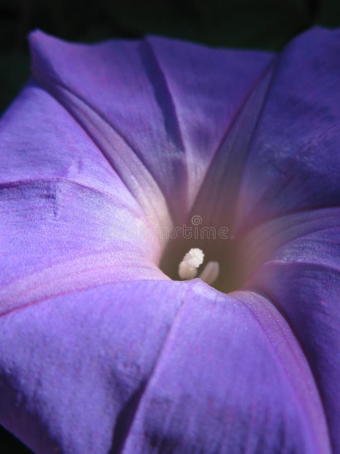 Purple flower stock photo. Image of close, nature, purple - 10512280