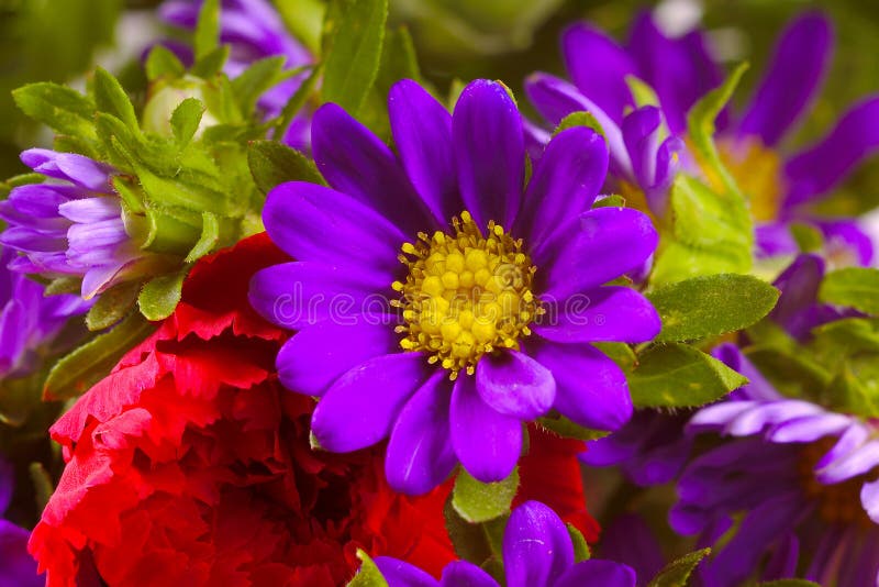 Purple Flower stock image. Image of detail, purple, nature - 165539