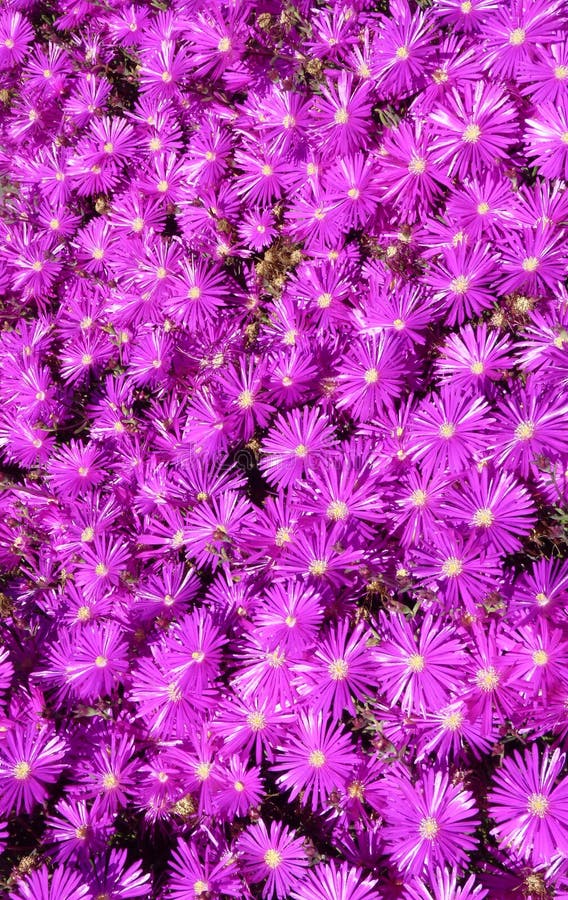 Purple Flower stock photo. Image of group, flowers, blue - 20195188
