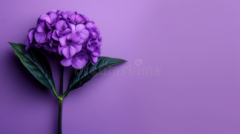 A Purple Flower Against a Purple Backdrop, Featuring a Green Stem at ...