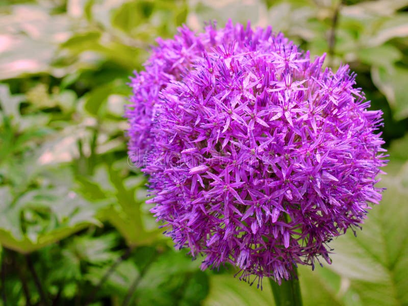 Purple Flower Alium Background Stock Image - Image of pink, beauty ...