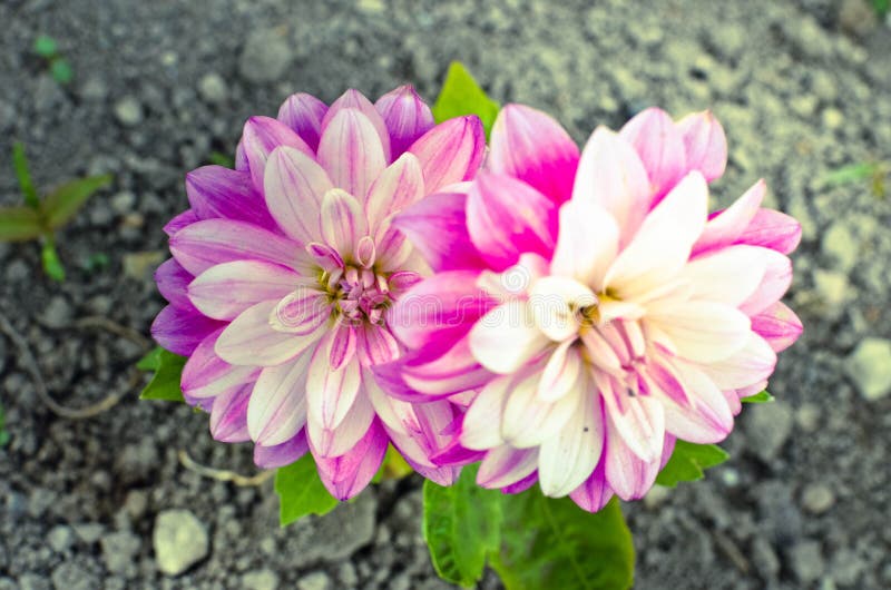 Purple Flower of an Aster in Spring Stock Photo - Image of beautiful ...