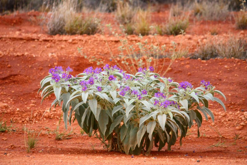 Purple flower stock image. Image of outback, blooming - 40943793