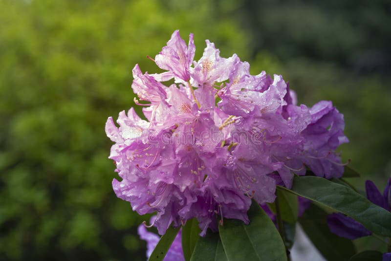 Purple Flower of Azalea or Rhododendron in the Park Stock Image - Image ...