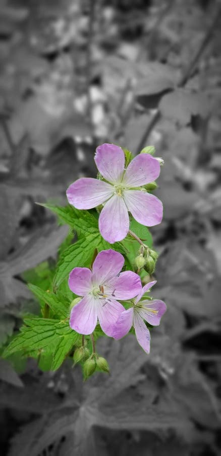 Purple Flower with B&W stock image. Image of wildflower - 182193387