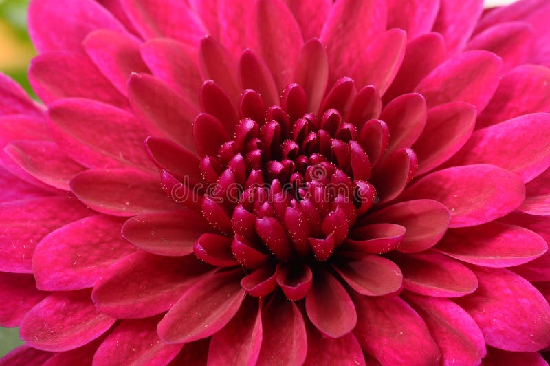 Purple Flower for Background or Texture Stock Photo - Image of beauty ...