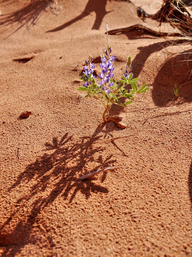 Purple flower backlight stock photo. Image of structure - 73618708