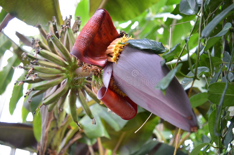 Purple Flower of a Banana Tree Stock Photo - Image of springtime ...