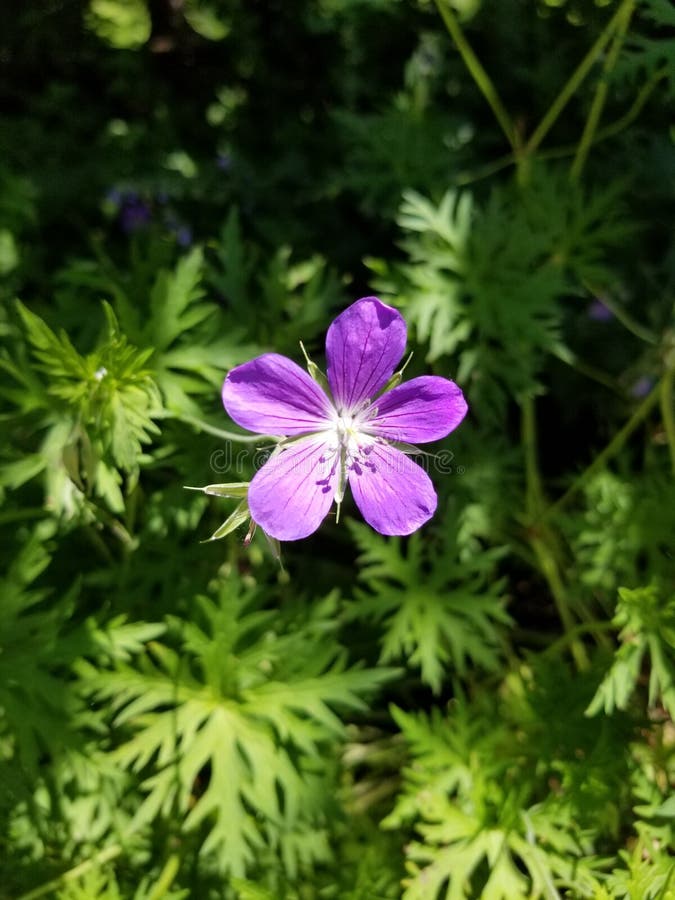 Purple Flower stock image. Image of flower, green, beautiful - 95575119