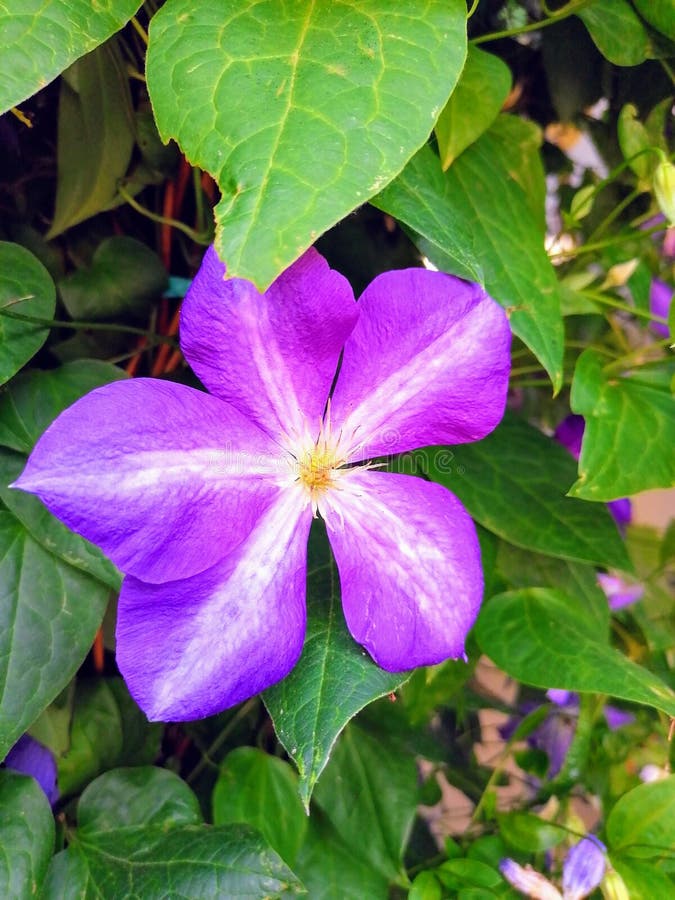 A Purple Flower from a Climbing Plant Stock Image - Image of flowers ...