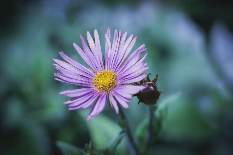 Purple Flower Bloom with Nice Yellow Details Stock Image - Image of ...