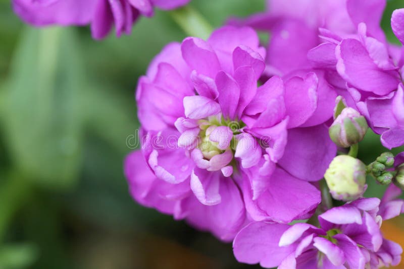 Purple flower is blooming. stock image. Image of bloom - 61085747