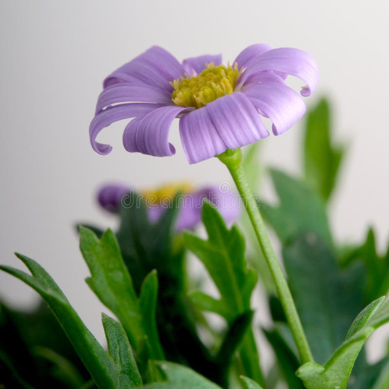 Delicate Purple Flower in Spring Bloom Stock Photo - Image of green ...