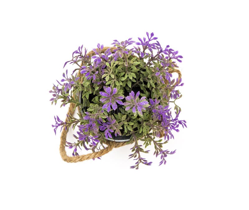 Purple Flower Bucket Top View Isolated Stock Image - Image of leaf ...
