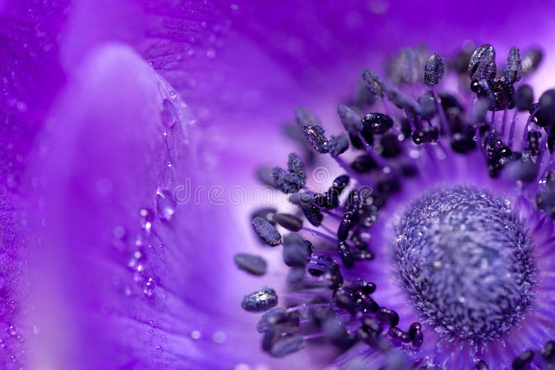 Purple flower close up stock image. Image of anemone - 25057923