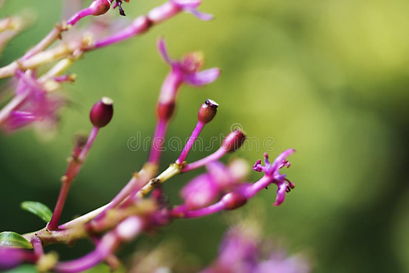 Purple Flower Close-up. Close Up of the Inner Part of a Red Flower ...