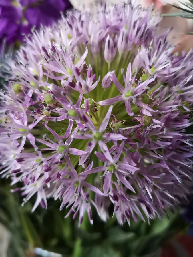 Purple Flower Close Up Shots of Nature Stock Photo - Image of ...