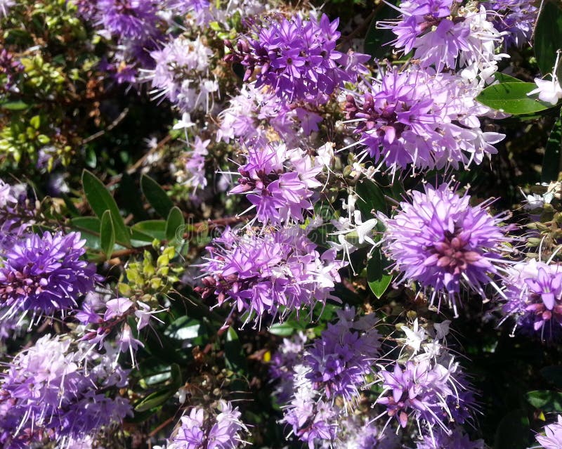 Purple Flower Clusters stock photo. Image of getaway - 96414322