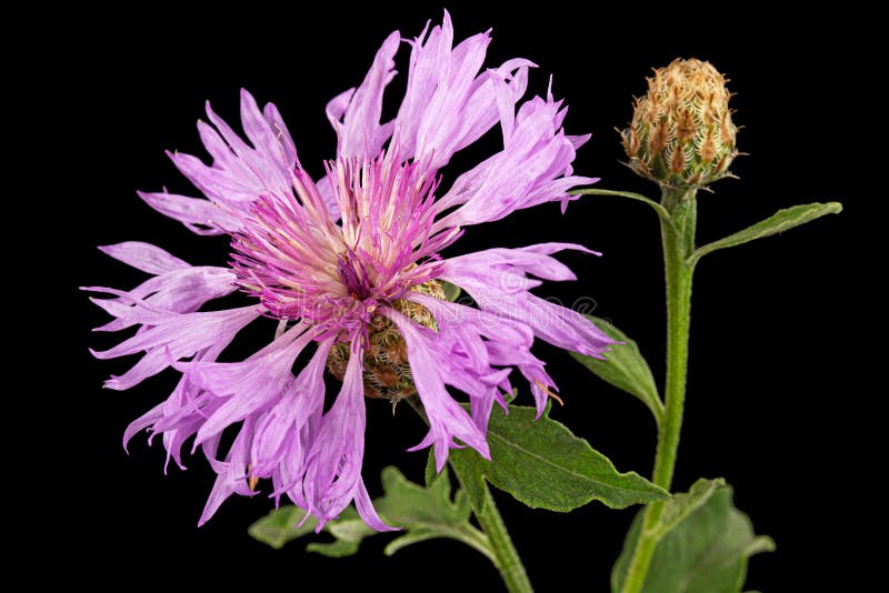 Purple Flower of Cornflower, Lat. Centaurea, Isolated on Black ...