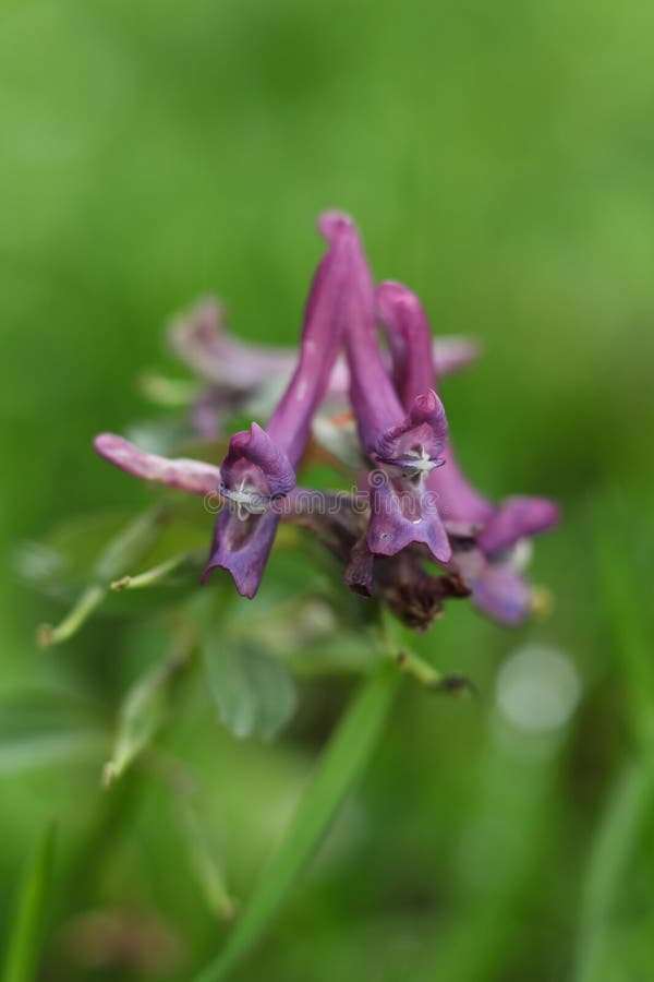Purple Flower of Corydalis Cava in the Spring Forest Stock Photo ...