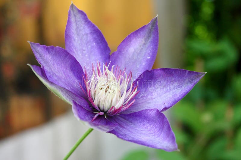 The purple flower stock image. Image of flower, natural - 108152843