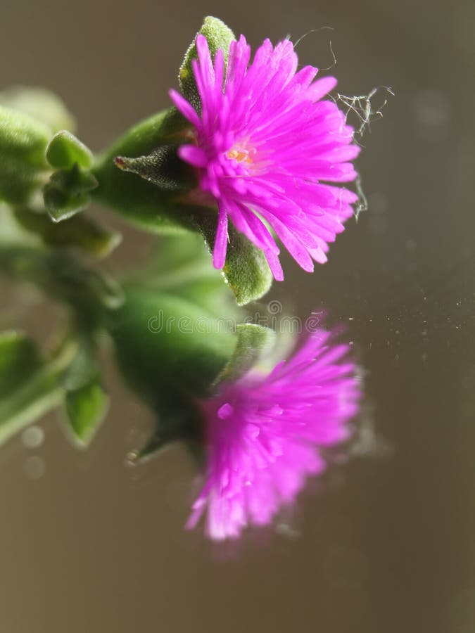 Purple Flower Elastic Spring Beautiful Little Reflection Stock Photo ...