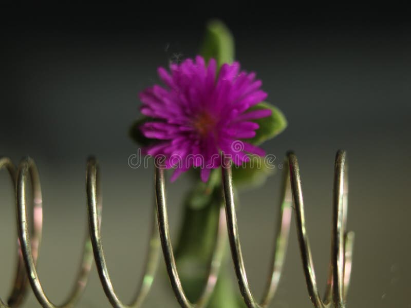 Purple Flower Elastic Spring Beautiful Little Reflection Stock Photo ...