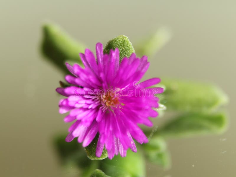Purple Flower Elastic Spring Beautiful Little Reflection Stock Photo ...