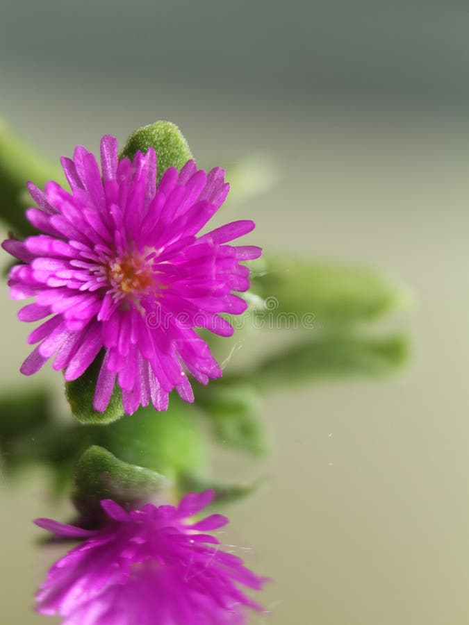 Purple Flower Elastic Spring Beautiful Little Reflection Stock Image ...