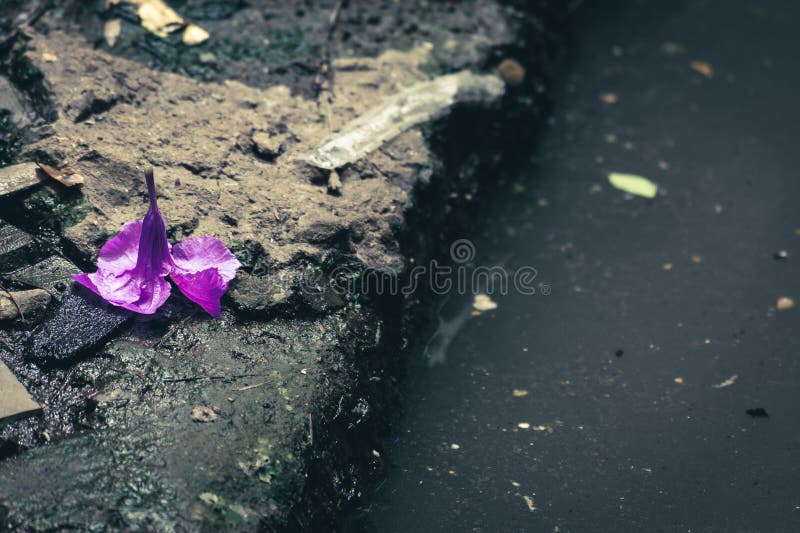 387 Sewer Flower Stock Photos - Free & Royalty-Free Stock Photos from ...