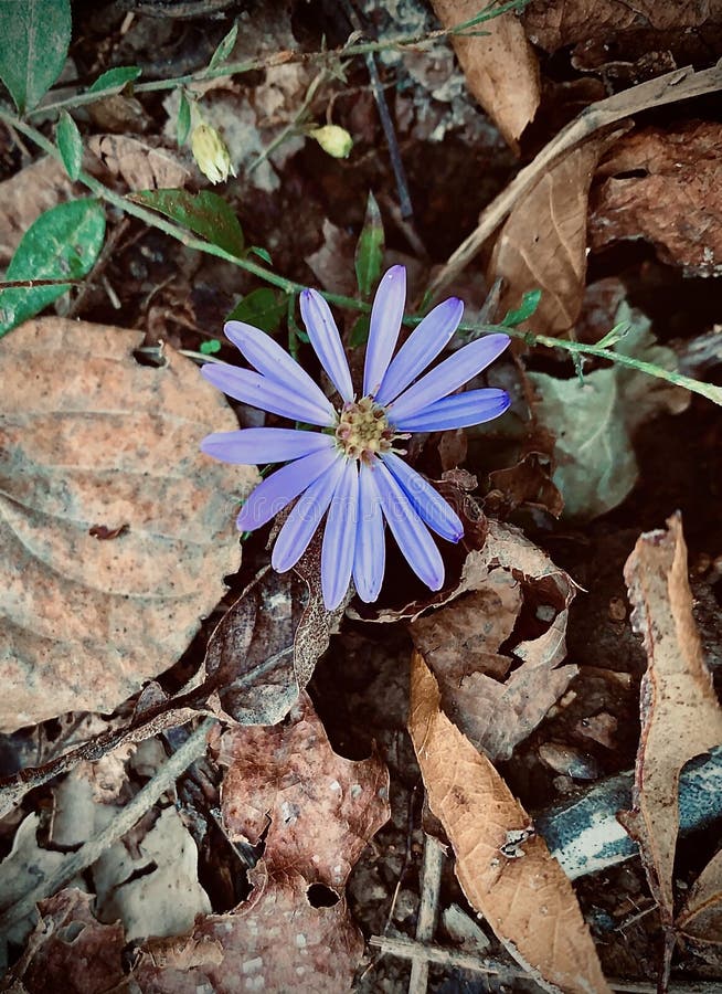 Purple flower of Fall stock image. Image of fall, single - 161965861