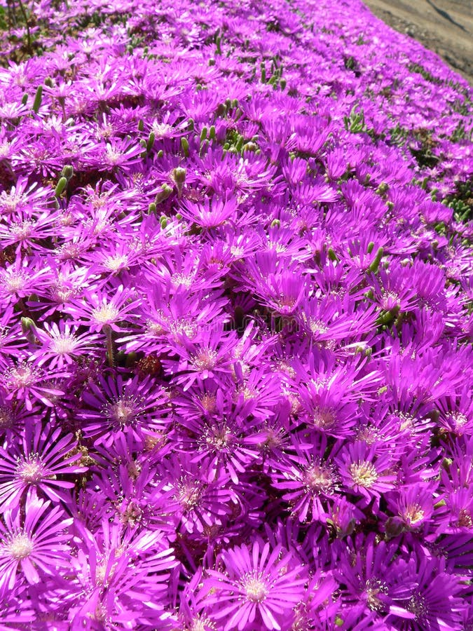 Purple Flower Field stock photo. Image of agriculture - 14459694