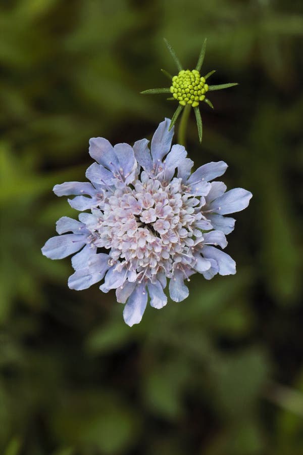Purple Flower Field Scabious Stock Photo - Image of ornamental, nature ...