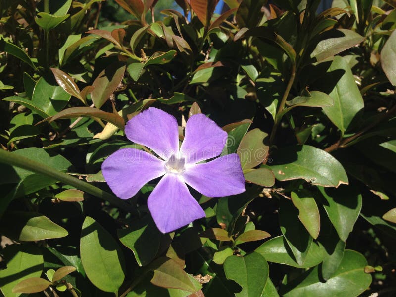 Purple flower stock image. Image of purple, flor, spain - 60865603