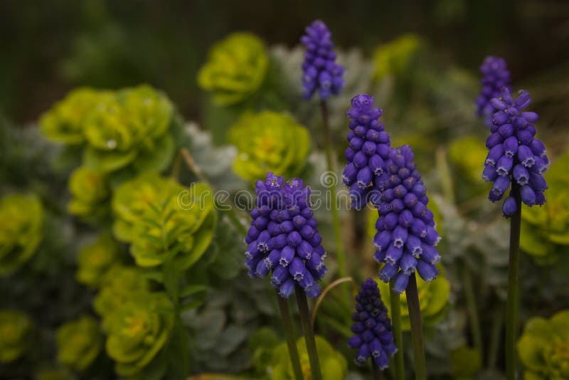A Spikey Purple Flower Garden Stock Photo - Image of dome, early: 148073392