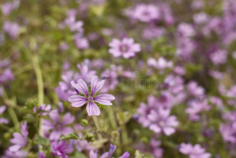 Purple Flower in the Foreground Stock Image - Image of flowers, pollen ...