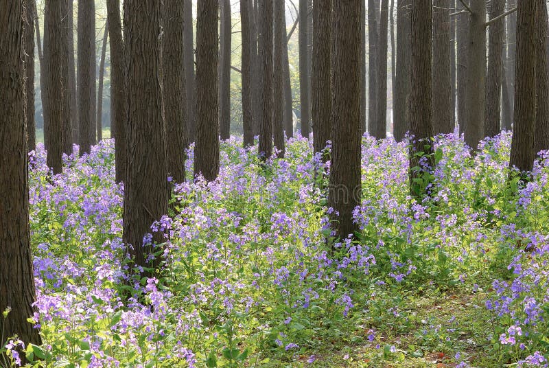 Purple Flower in the Forest Stock Image - Image of green, purple: 4952623