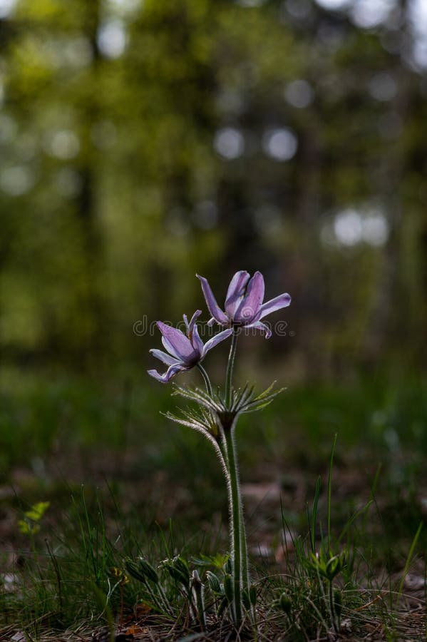Purple Flower in the Forest. Beautiful Forest Purple Flower ...