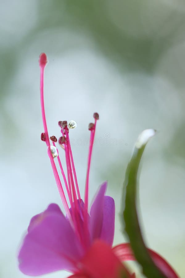 Purple Flower in the Form of a Crown Stock Image - Image of botany ...
