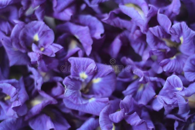 Purple flower full stock image. Image of purple, full - 129467533