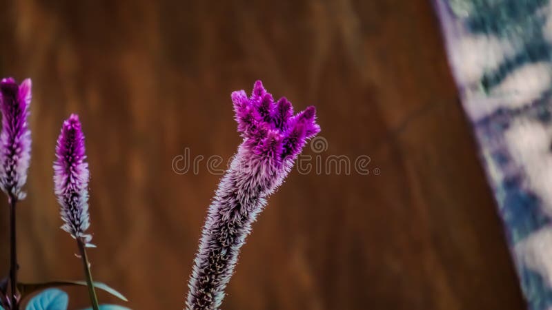 A Purple Flower with a Fuzzy Stem is in a Vase Stock Image - Image of ...