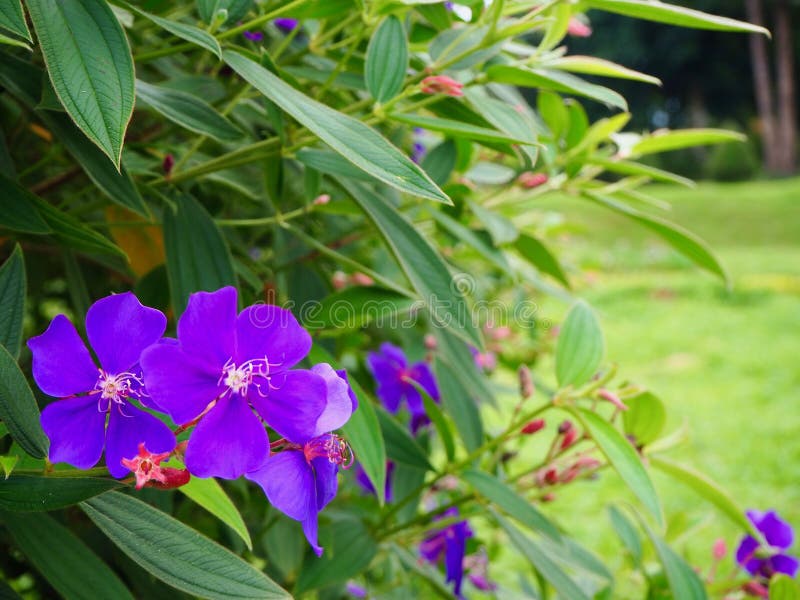 Purple Flower in garden stock image. Image of grass - 135563217