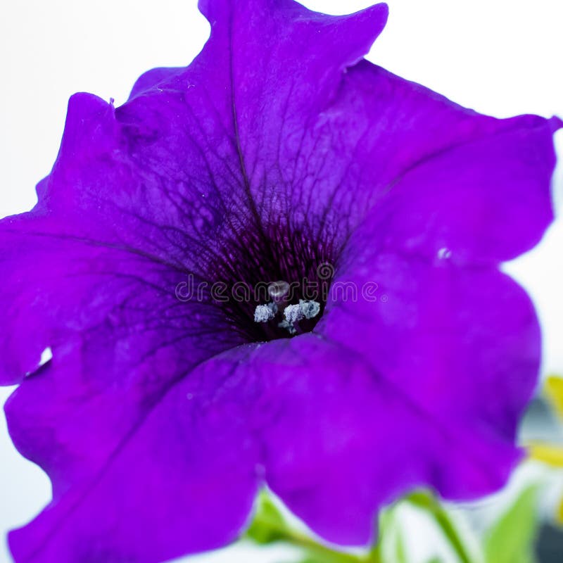 The Purple Flower from the Garden Stock Image - Image of agriculture ...