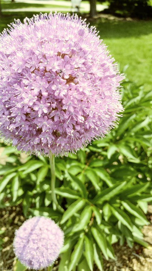 Purple puff flower stock photo. Image of magenta, violet - 148469014
