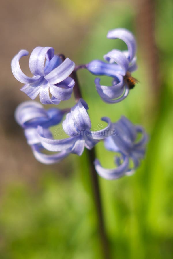 A Purple Flower is Growing in the Grass Stock Image - Image of season ...