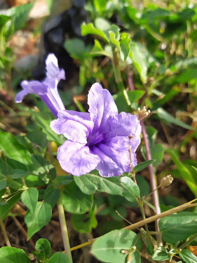 A Purple Flower Growing in the Thicket Stock Photo - Image of purple ...