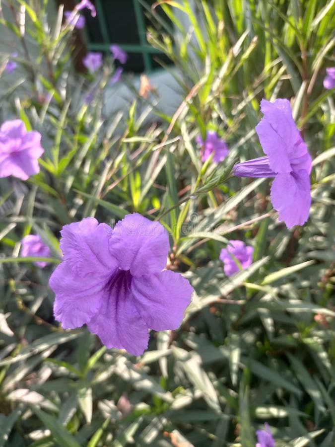 Purple Flower Growth in the Garden Stock Photo - Image of flower, plant ...